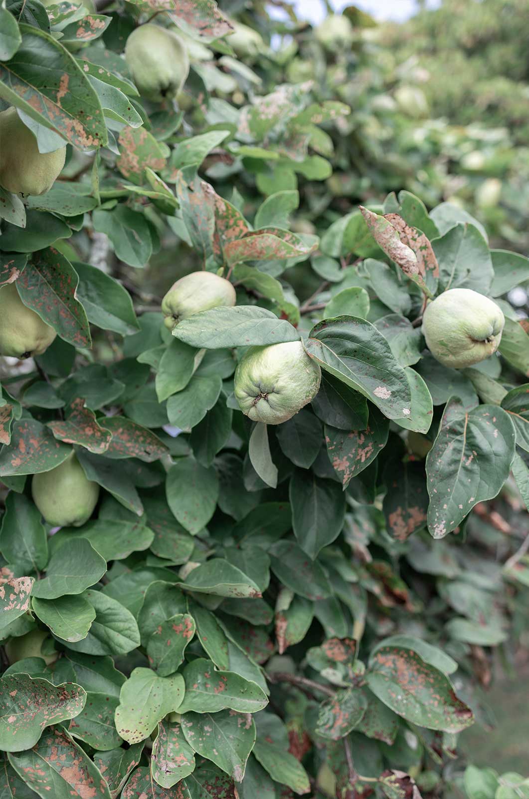 About Us | Dai_y Skincare NZ – dai_yskincare